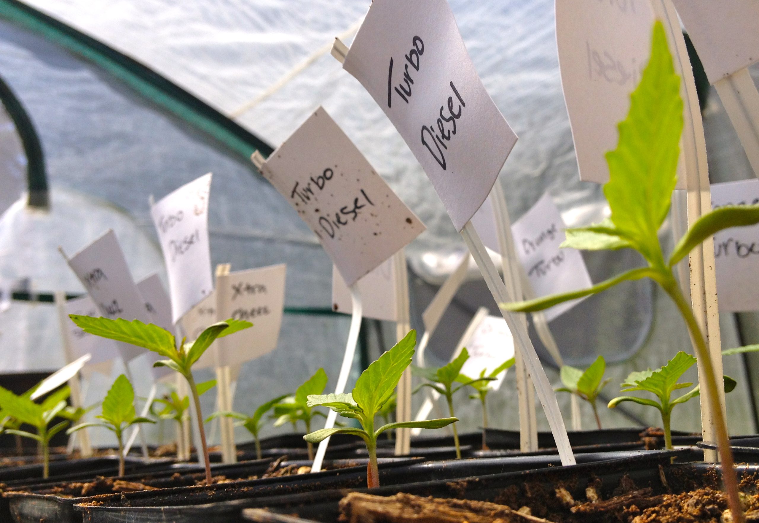 IMG_0132 – Swami Select