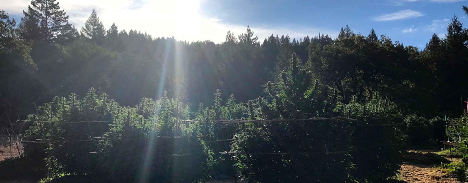 Welcome to the home of Swami Select. Life. Inspired.